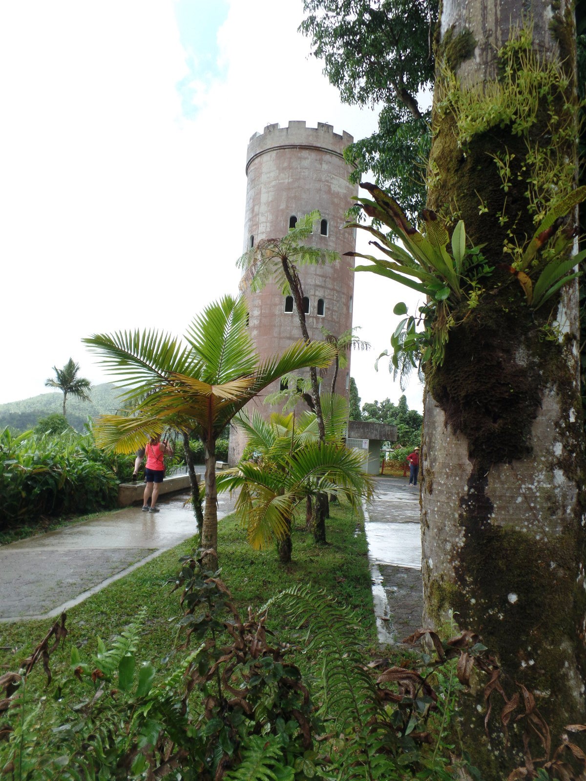 El Yunque Reborn | off the leash