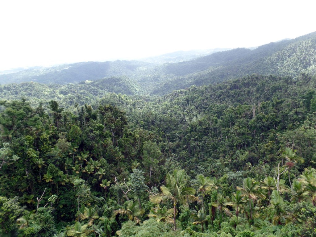 El Yunque Reborn | off the leash